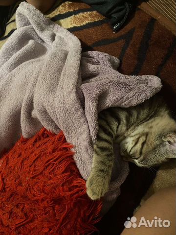 Кошка