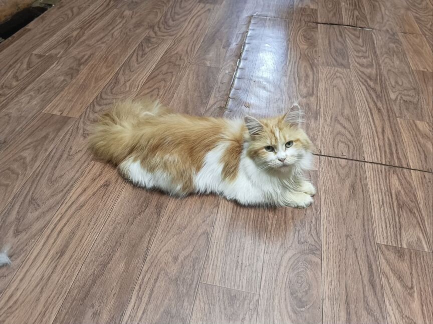 Мейн-кун в добрые руки бесплатно