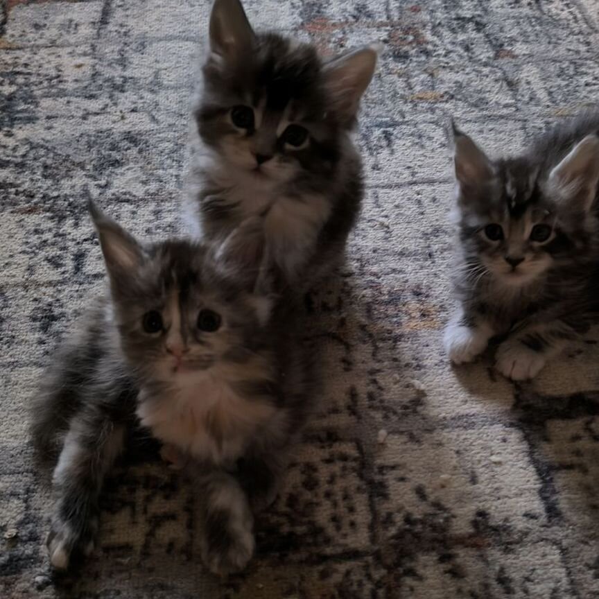 Мейн-кун котёнок