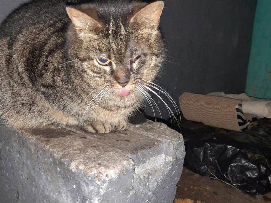 Избитая кошка,бедная кошка