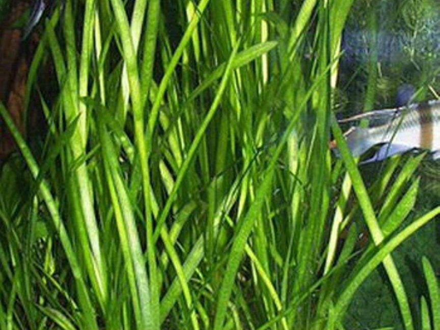 Аквариумные растения прополка