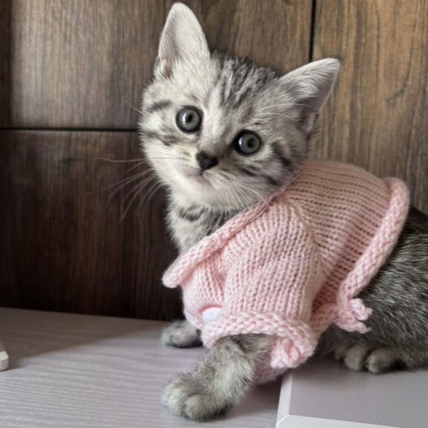 Шотландский прямоухий короткошёрстный котёнок