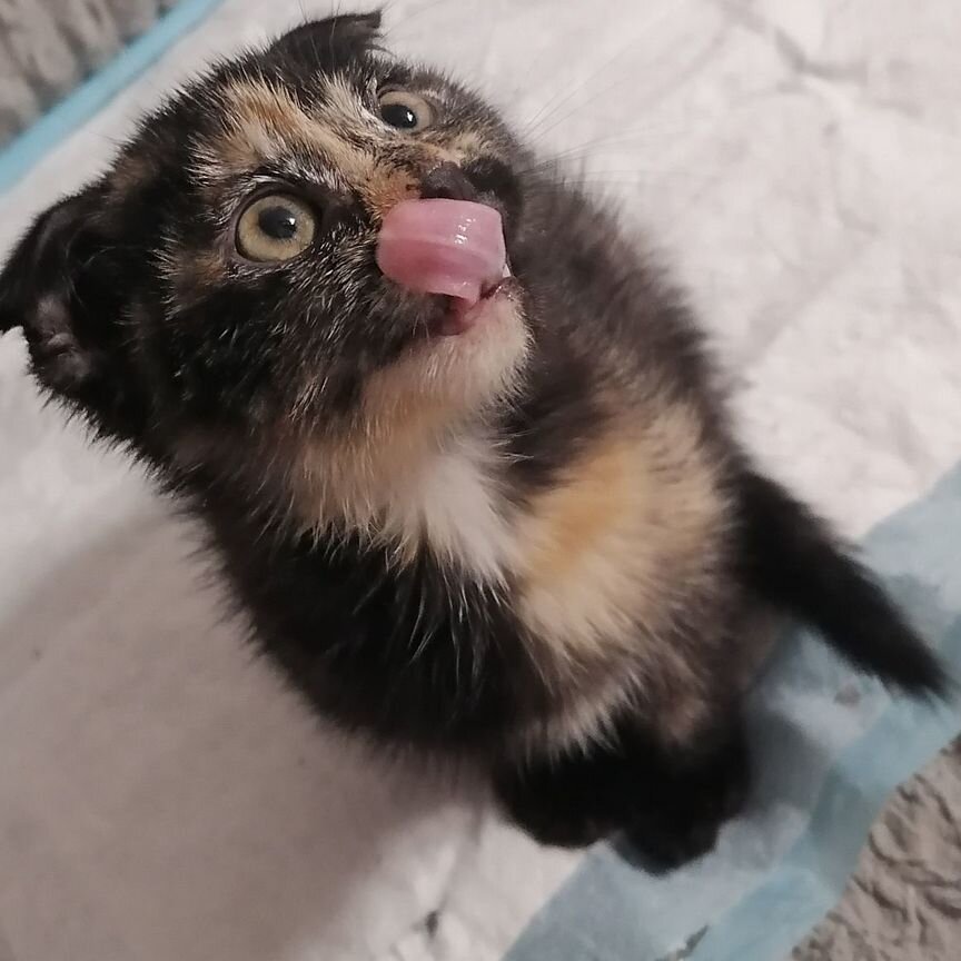 Котенок Вислоухий девочка в добрые руки