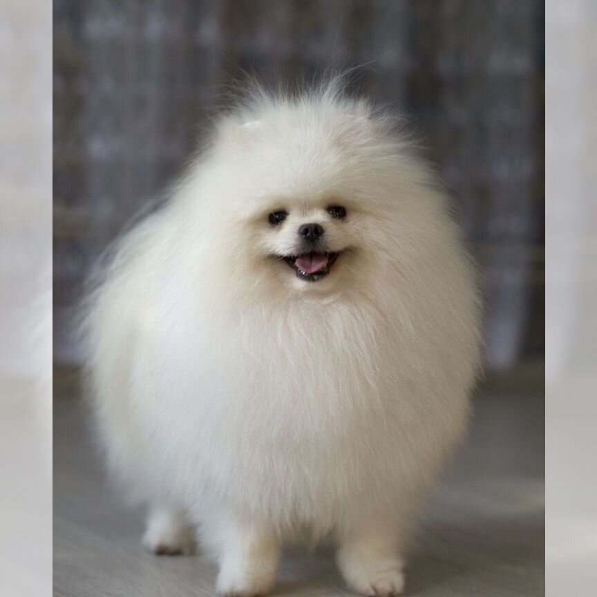 Померанский шпиц, взрослый пёс