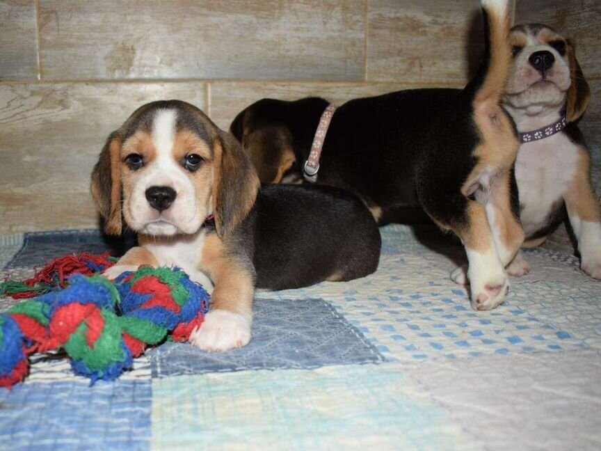 Щенки бигль