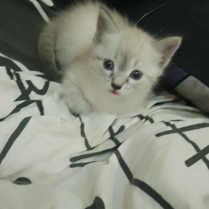 Голубоглазая кошка