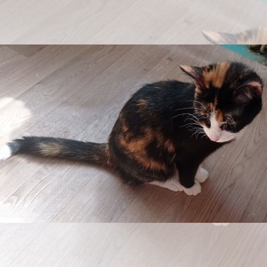 Взрослая, кошка в добрые руки