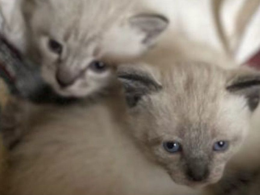 Отличные тайские (сиамские) котятки