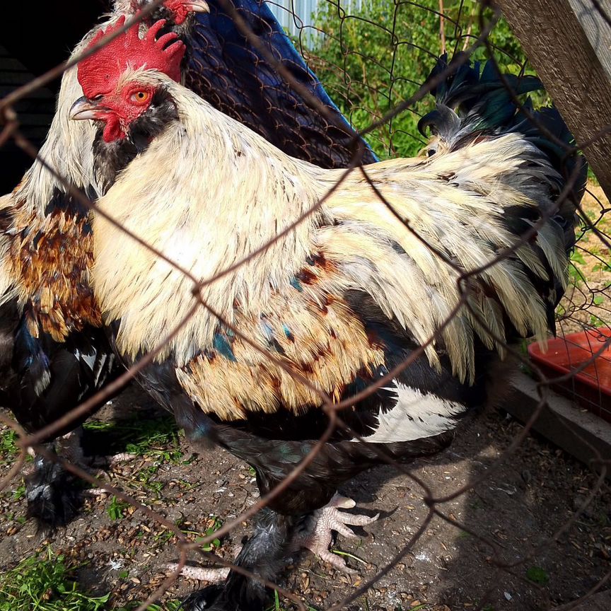 Петух Фавероль Маран Ухейилюй