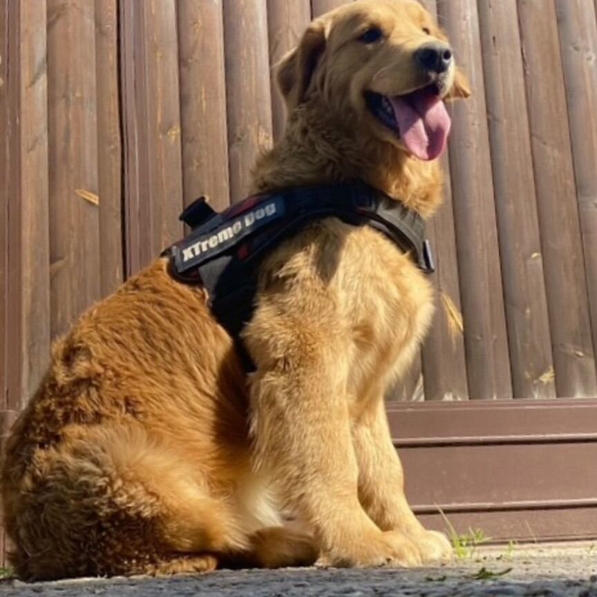 Золотистый ретривер