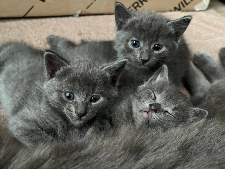 Котята русская голубая