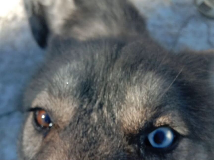 Собака в добрые руки