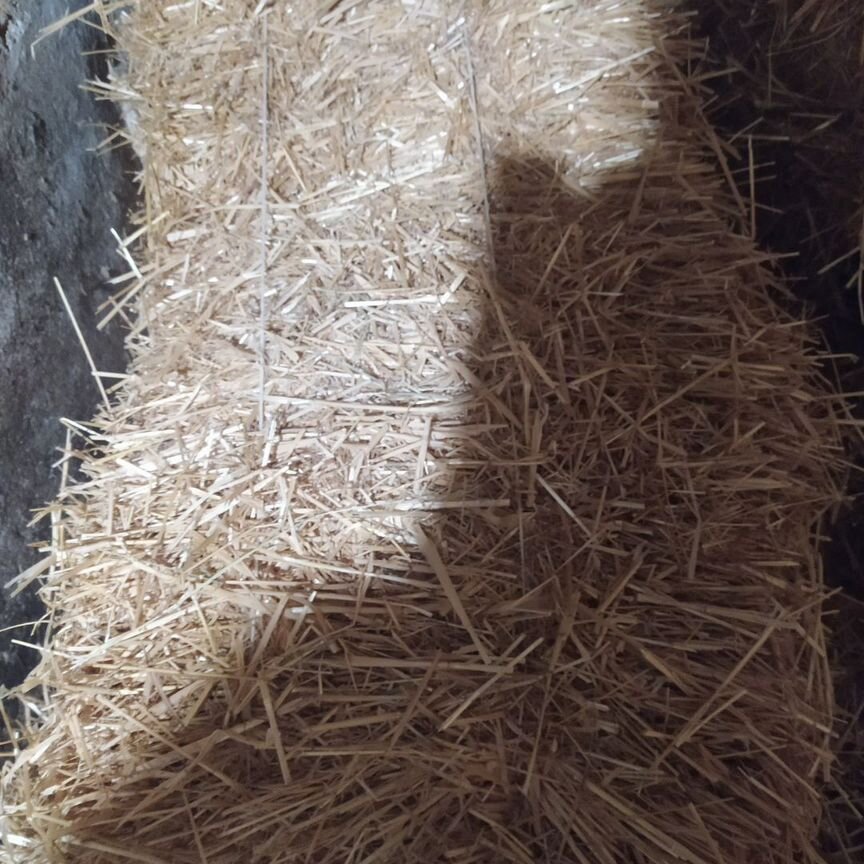 Солома овсянка