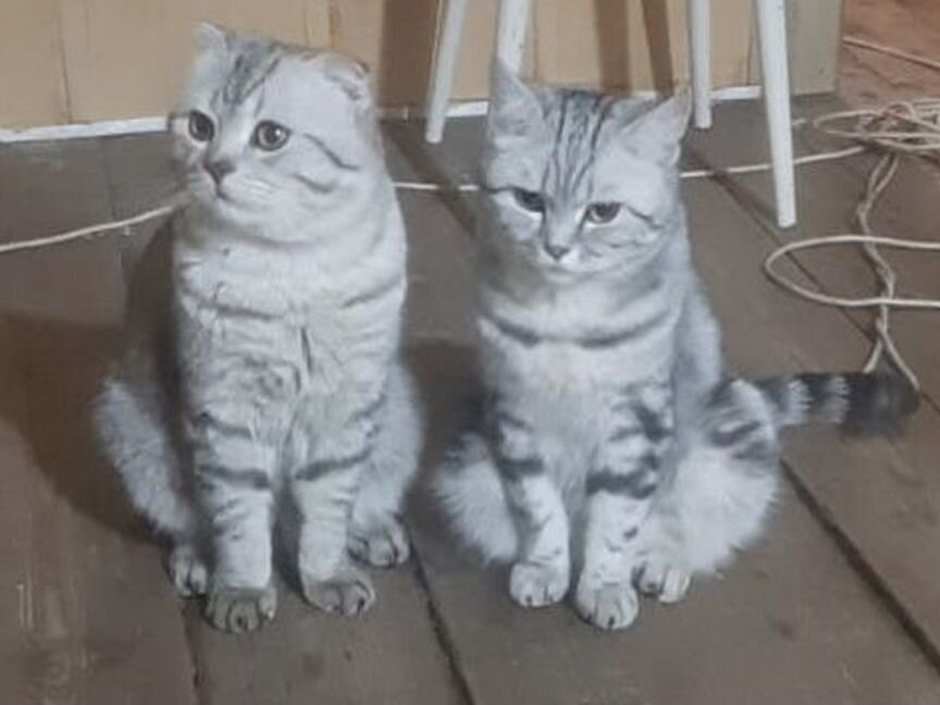 Британские котята