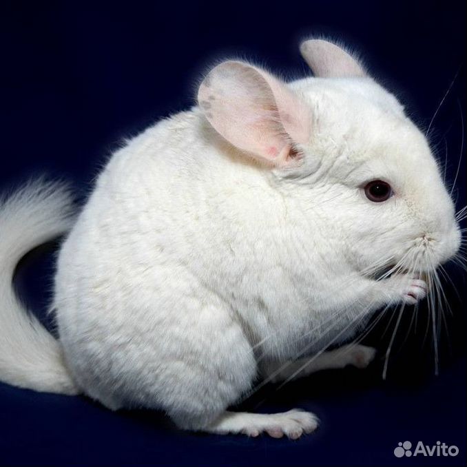 Шиншилла Белая