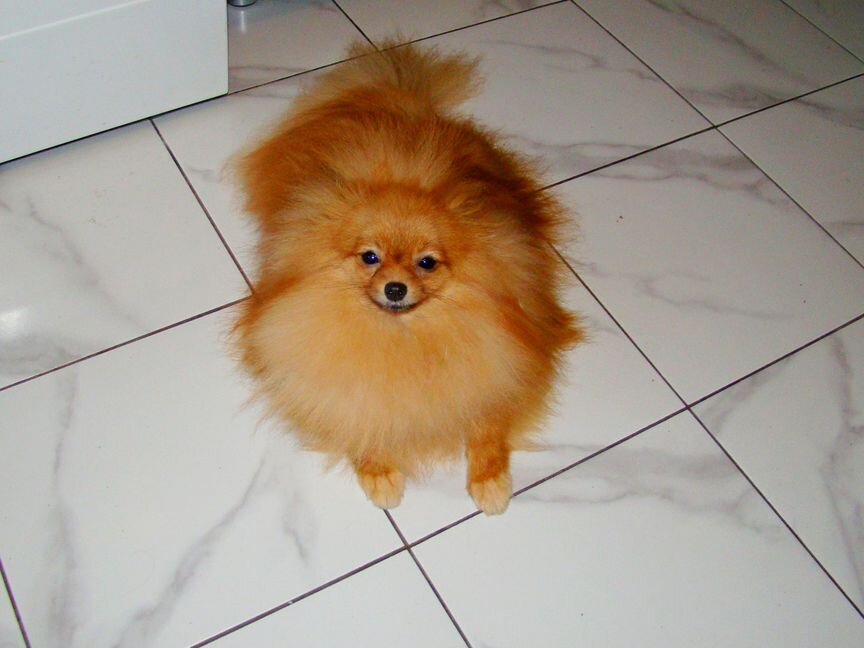 Вязка шпиц мальчик мини померанчик