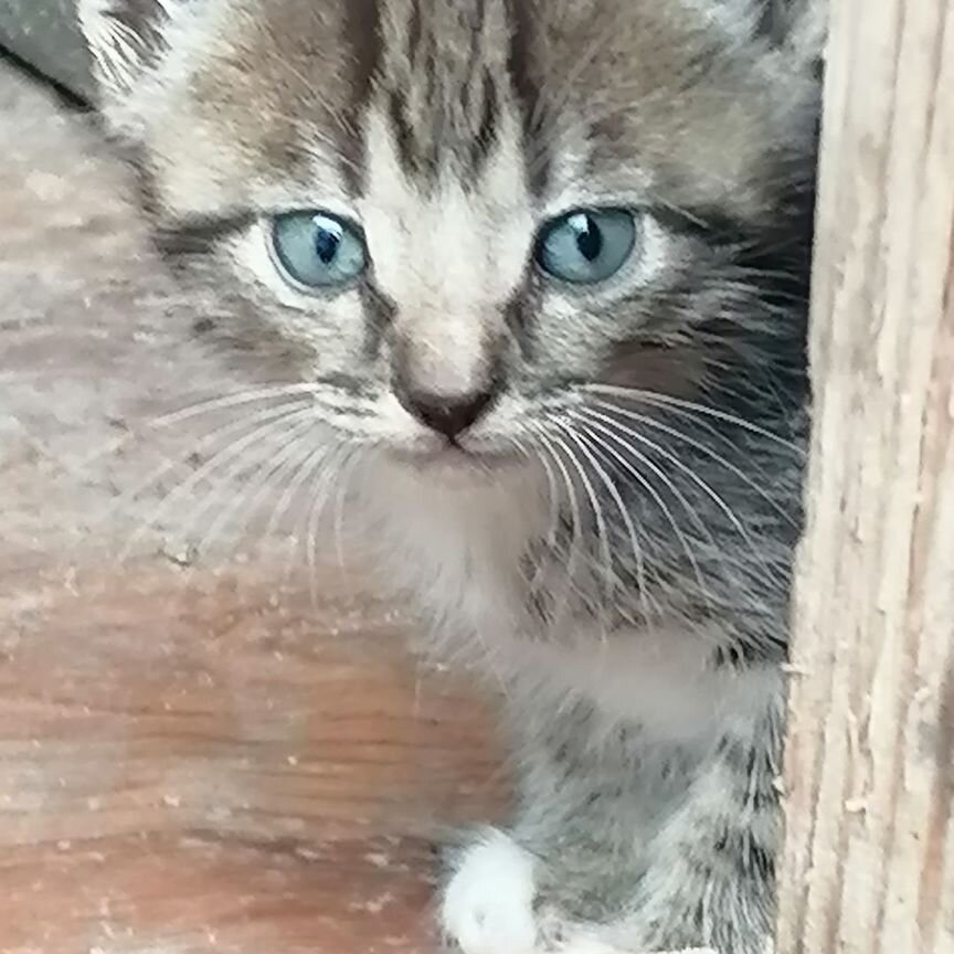 Котята ищут хозяина