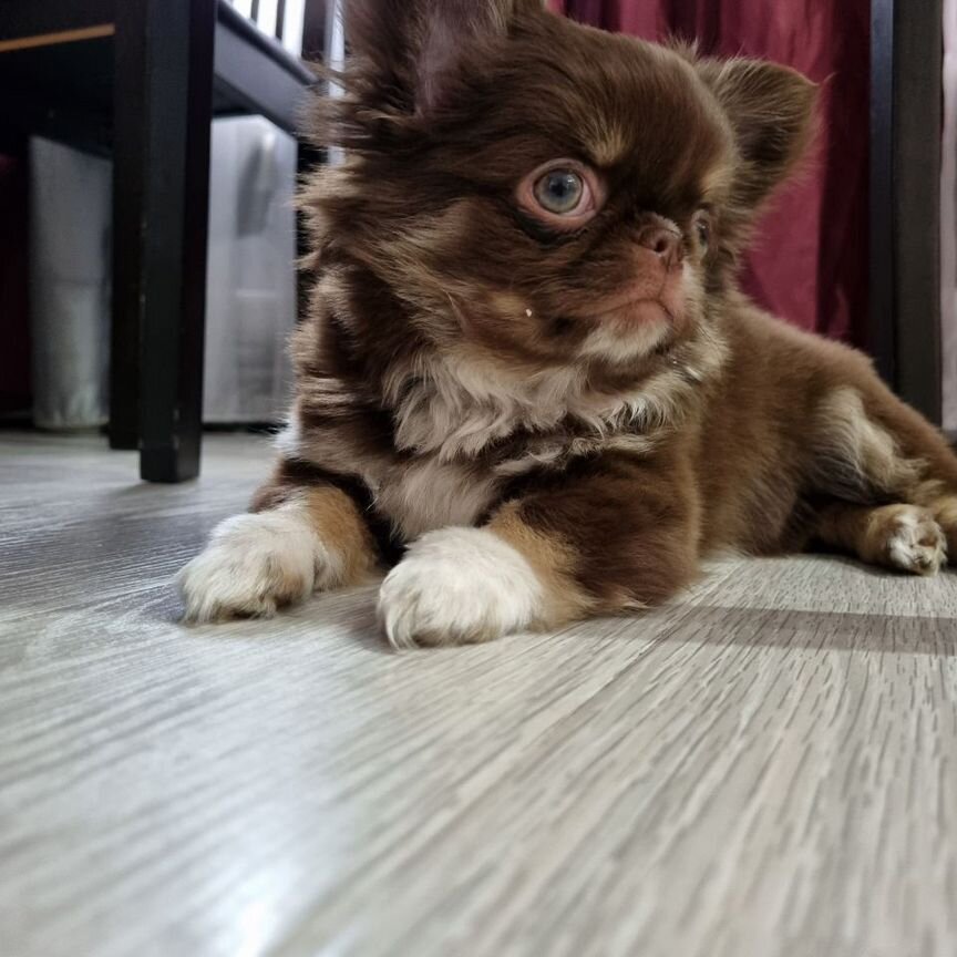 Щенки чихуахуа