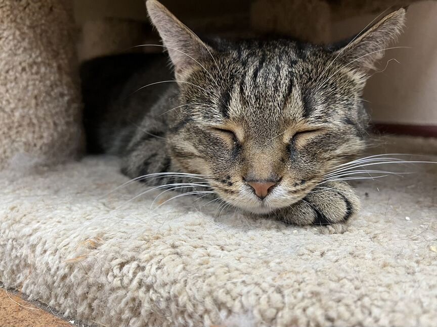 Полосатая общительная игривая кошка