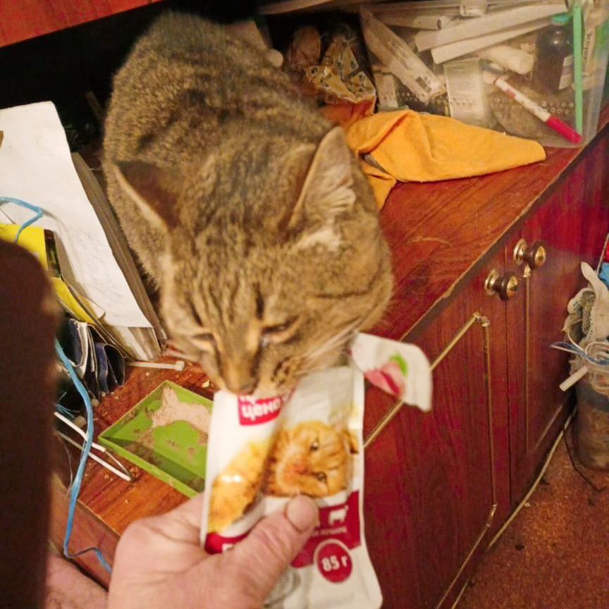 Кошки в добрые руки