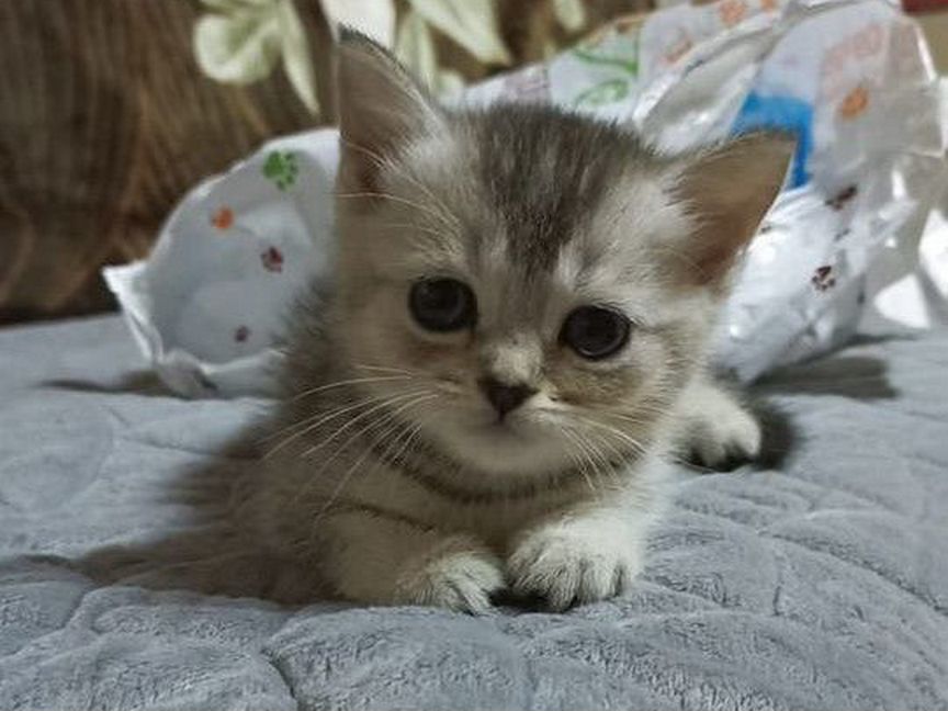 Шотландские прямоухие котята