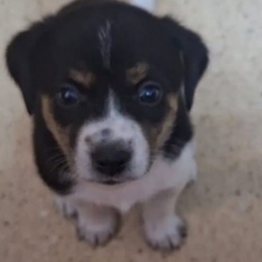 Щенок в добрые руки