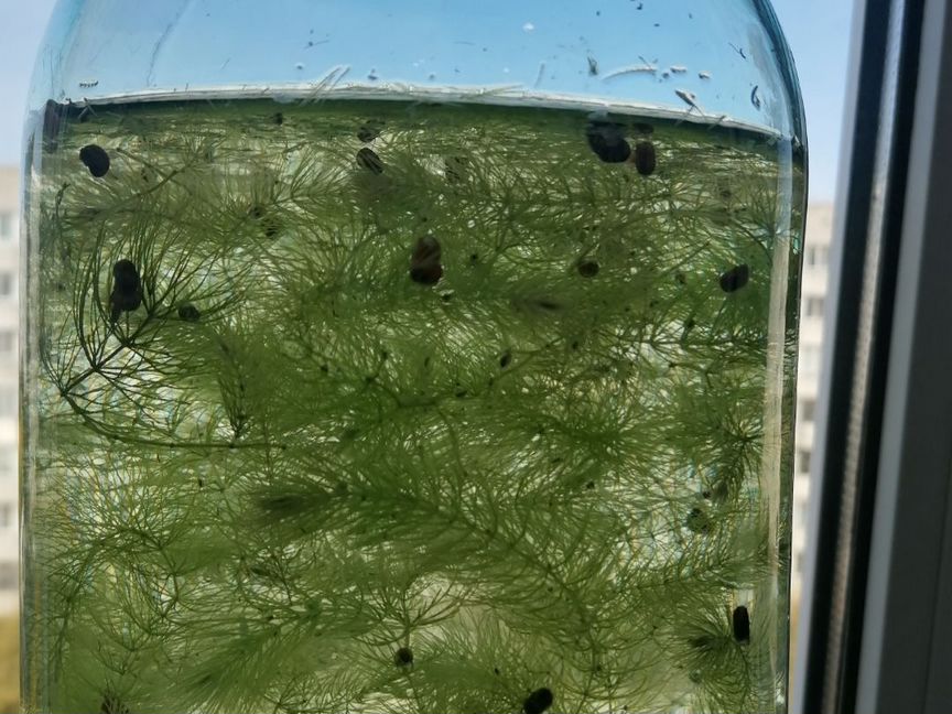 Роголистник, ряска, улитки