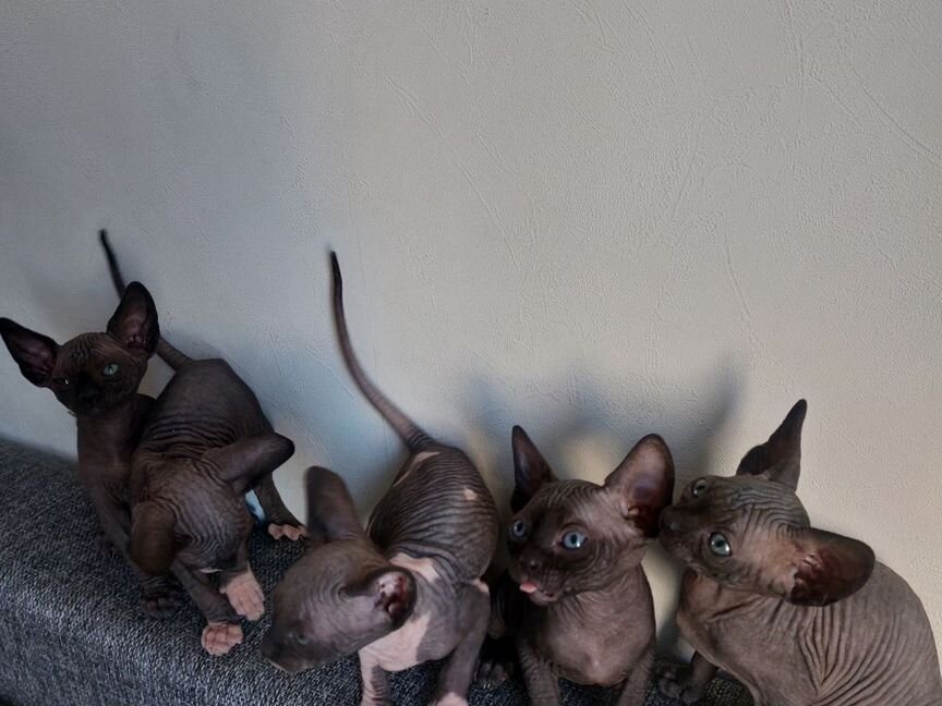 Канадский сфинкс котенок