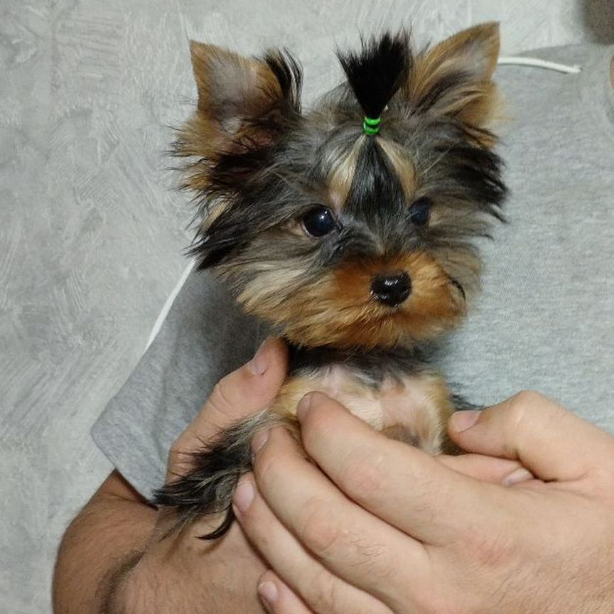 Йоркширский терьер