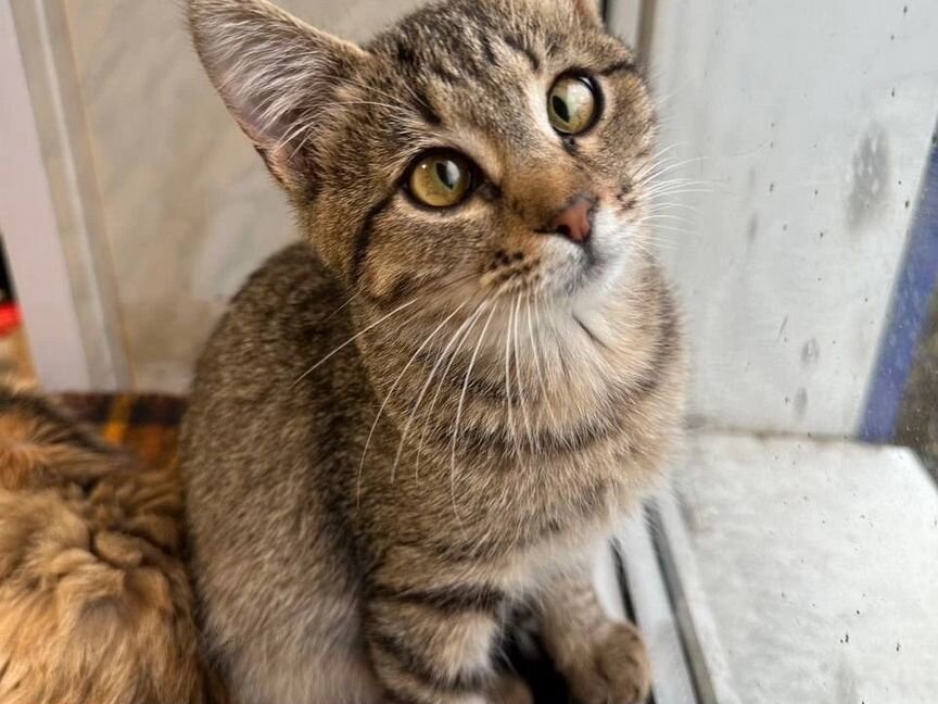 Кошечка Фая ищет семью