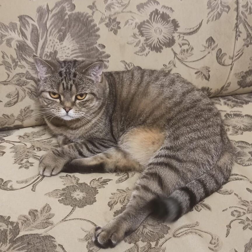 Кошка