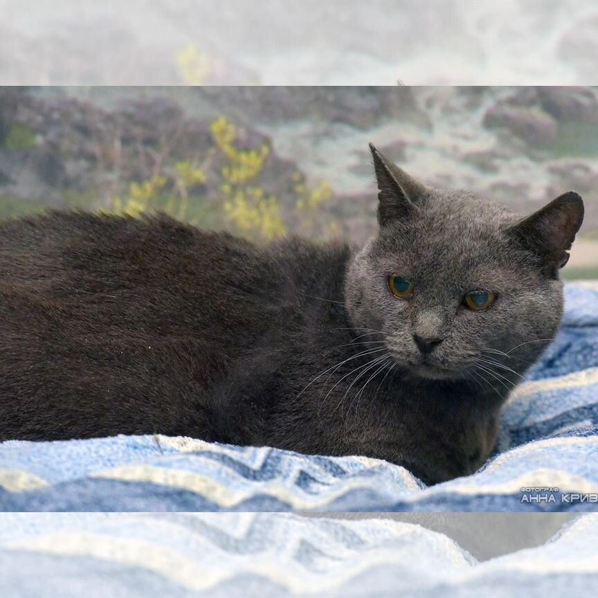 Очень ласковый котик