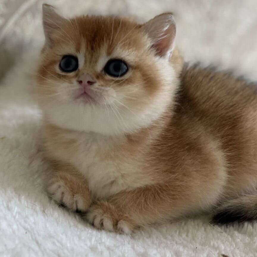 Британский короткошёрстный котёнок