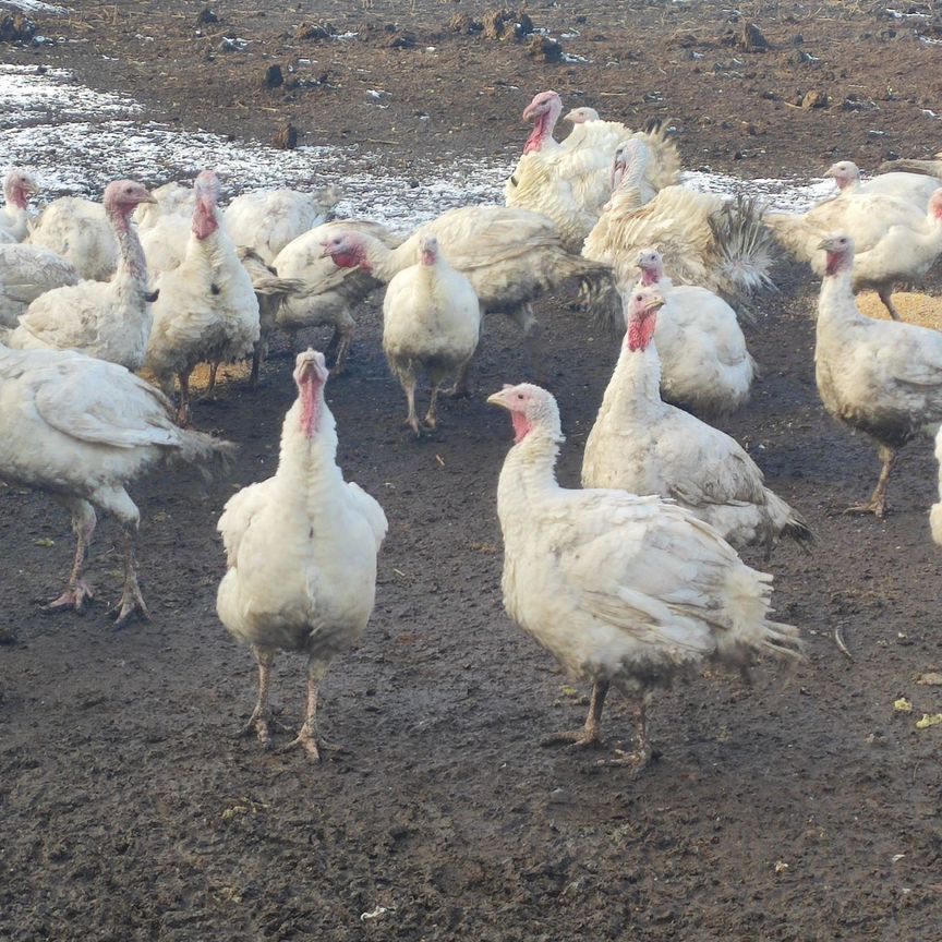 Продам мясо индюков