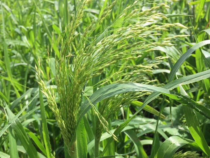 Сено суданки и люцерны