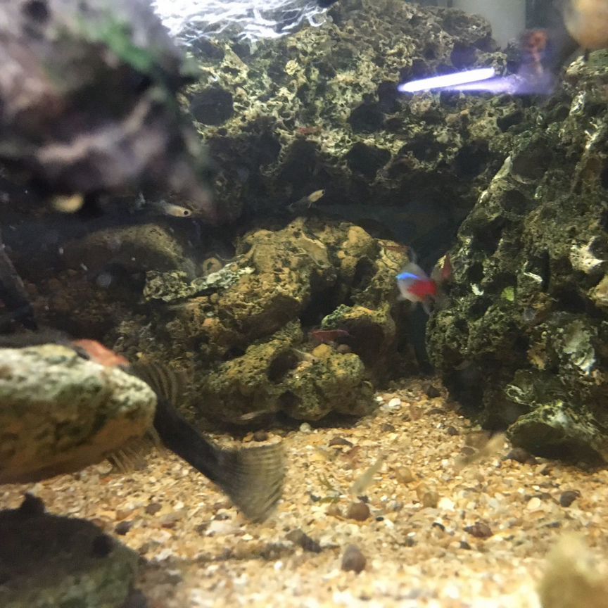 Для аквариума