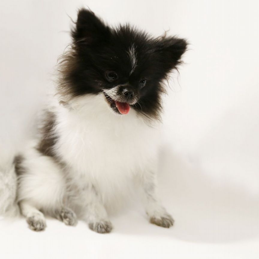 Померанский шпиц