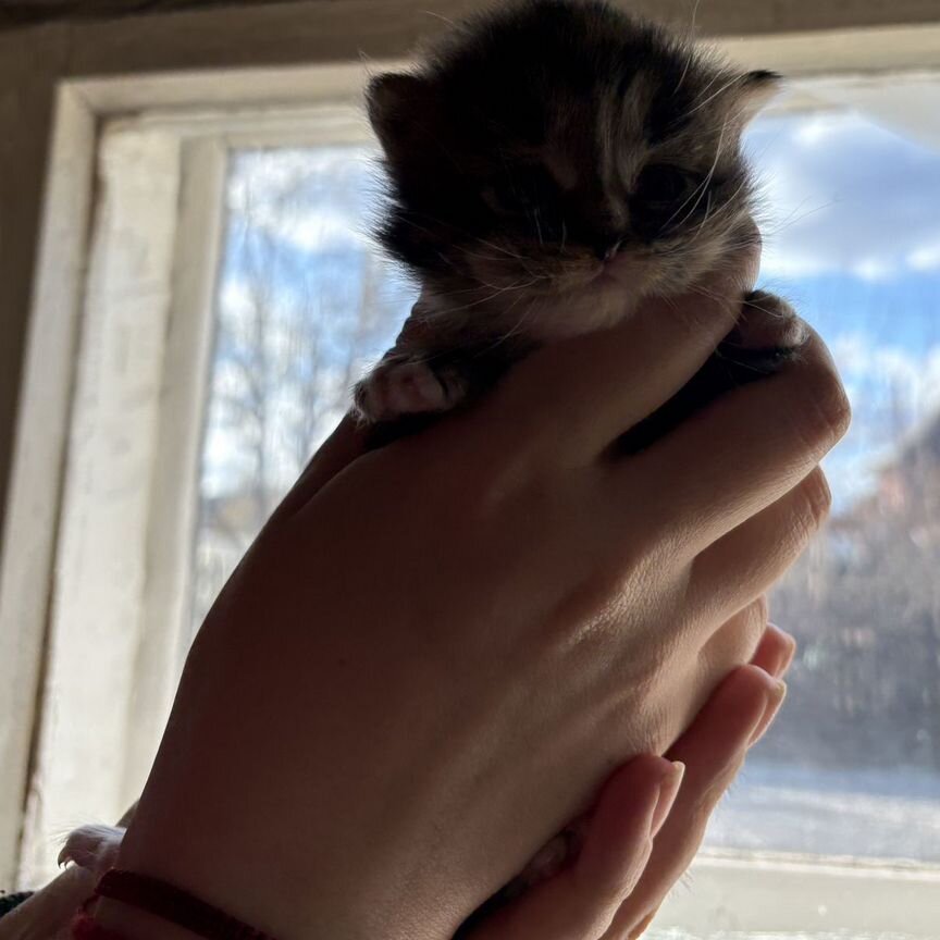 Котёнок в добрые руки