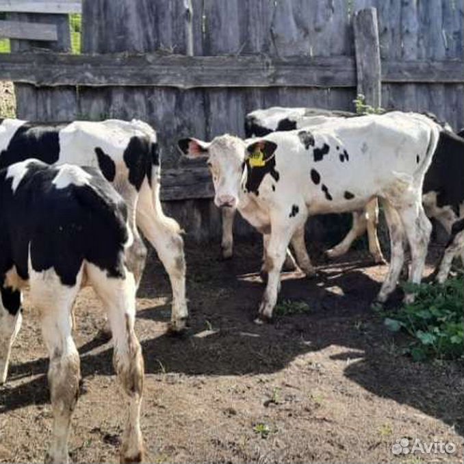 Телята бычки на откорм