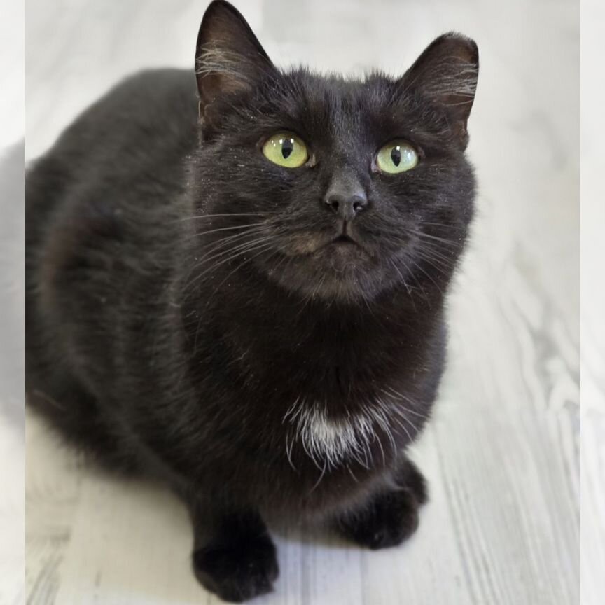 Чёрная кошка