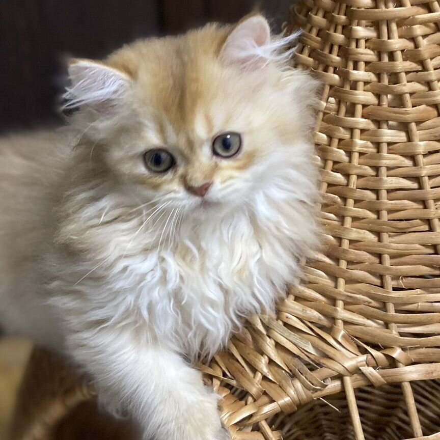 Шотландская кошечка Роза