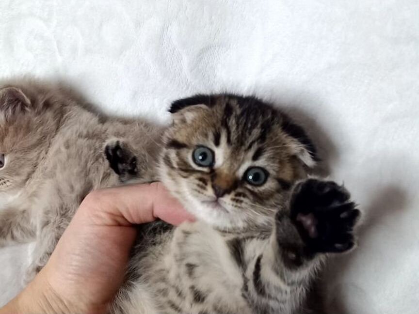 Шотландские вислоухие котята