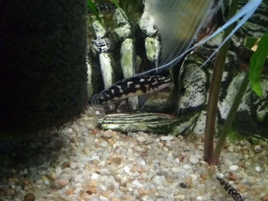 Юлидохромисы, Аквариумные рыбки