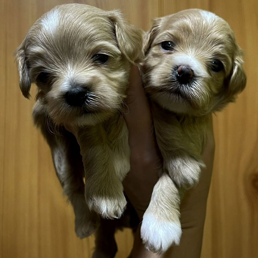Maltipoo f1 большой выбор