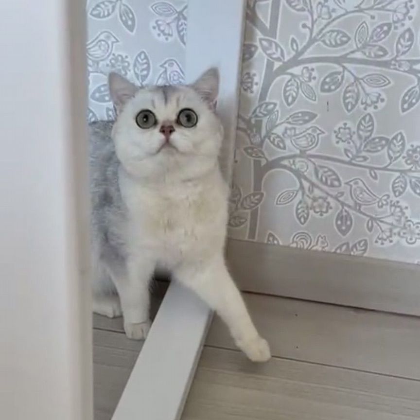 Шотландская кошечка