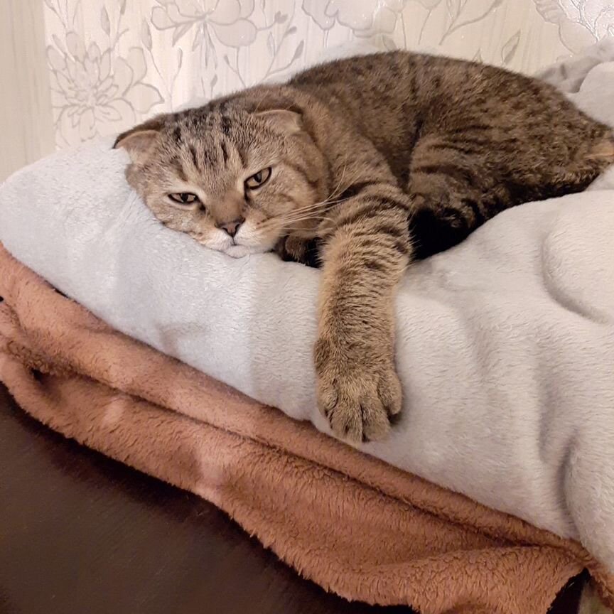 Отдам кота в добрые руки