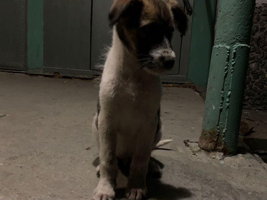 Щенки умирают на улице