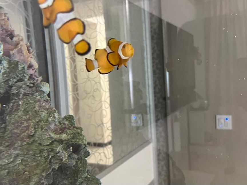 Морские аквариумные рыбки