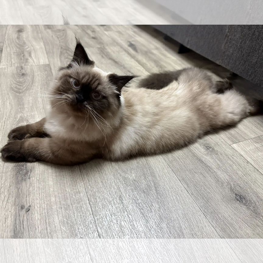 Невский маскарадный котёнок