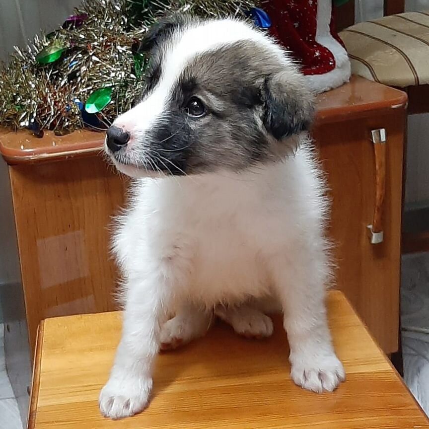 Щенок в добрые руки